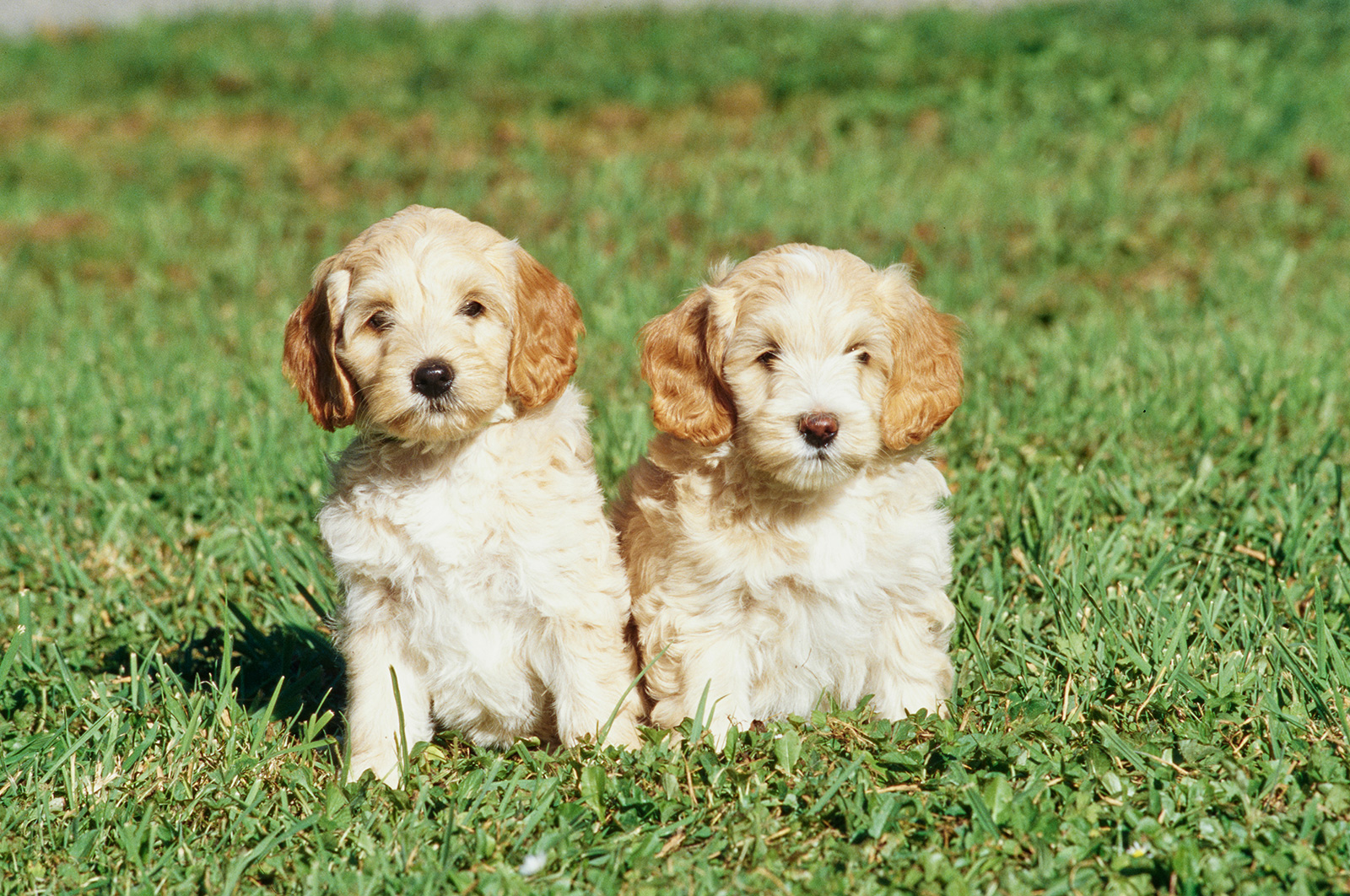Puppies for Sale in St. Petersburg - Sunshine Puppies
